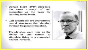 Donald-Hebb-psychology » SachinAcademy.in