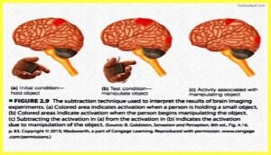 Research-Methods-in-Cognitive-Psychology » SachinAcademy.in