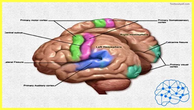 The Cerebral Cortex Psychology Theory, Images, Pdf Download