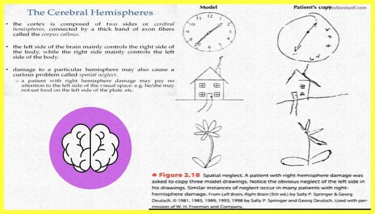 The Cerebral Cortex Psychology Theory, Images, Pdf Download