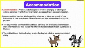 Accommodation-in-Piaget-Theory-of-Developmentory Of Cognitive ...