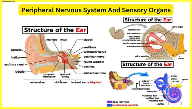 Peripheral Nervous System And Sensory Organs » SachinAcademy.in