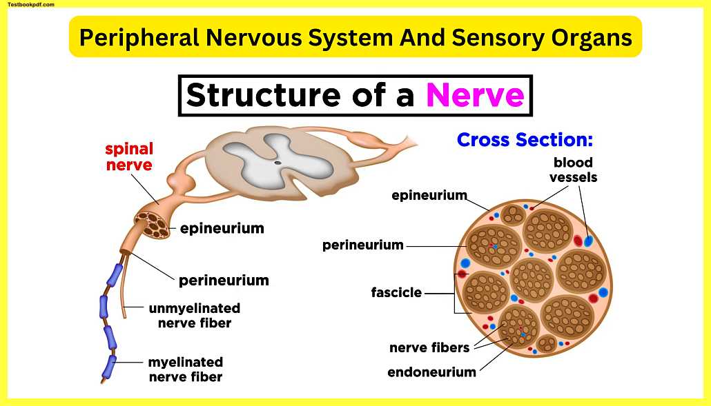 Peripheral Nervous System And Sensory Organs » SachinAcademy.in