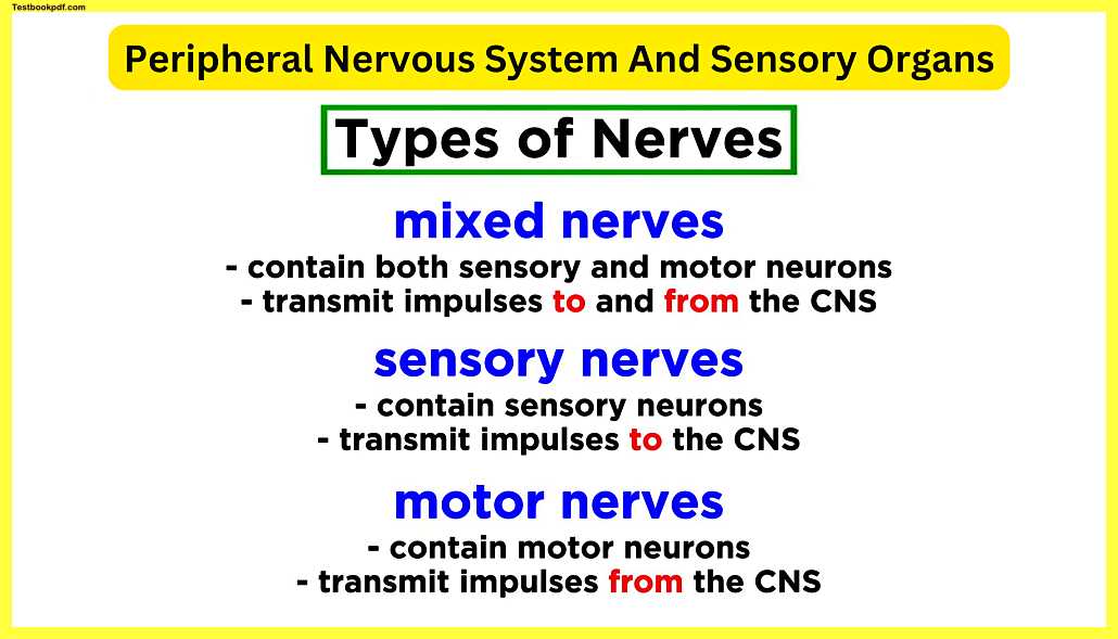 Peripheral Nervous System And Sensory Organs » SachinAcademy.in