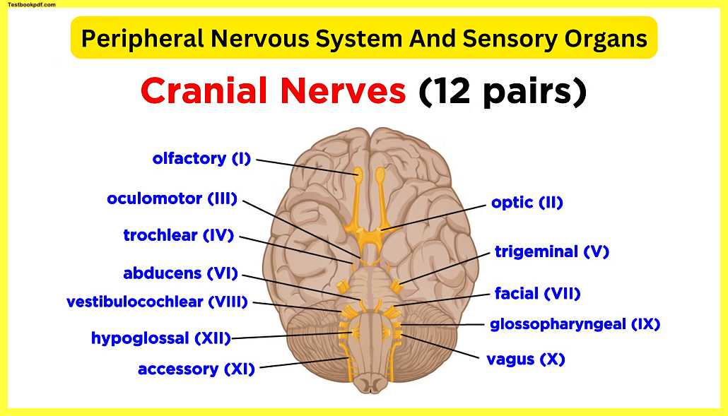 Peripheral Nervous System And Sensory Organs » SachinAcademy.in