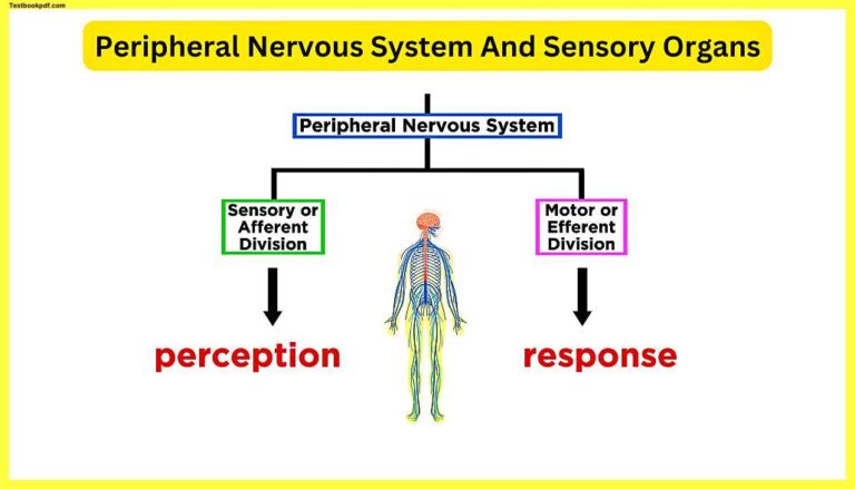 Peripheral Nervous System And Sensory Organs » SachinAcademy.in