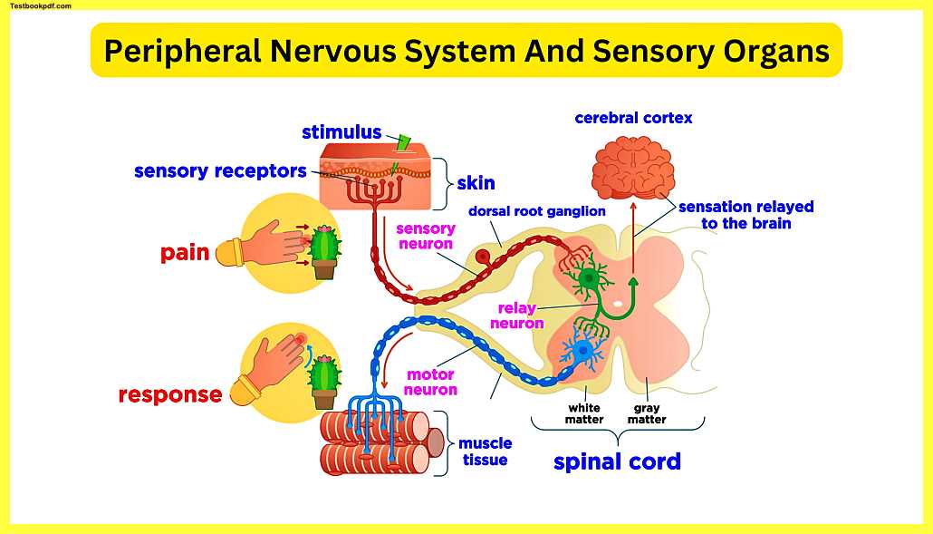 Peripheral Nervous System And Sensory Organs » SachinAcademy.in