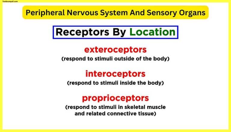 Peripheral Nervous System And Sensory Organs » SachinAcademy.in