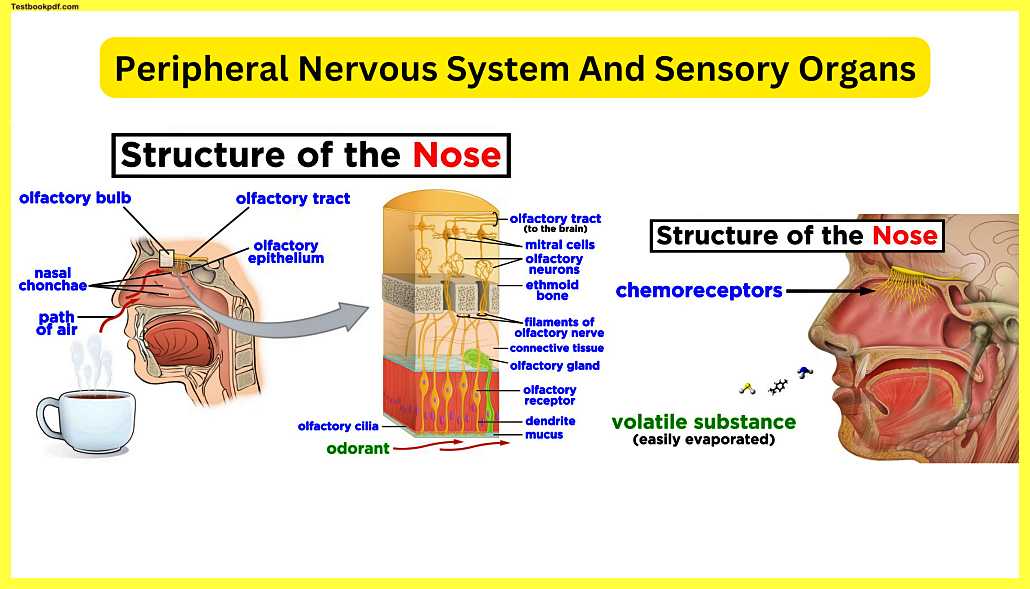 Peripheral Nervous System And Sensory Organs » SachinAcademy.in